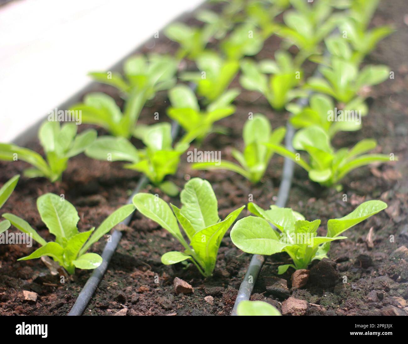 Garden farm hi-res stock photography and images - Alamy
