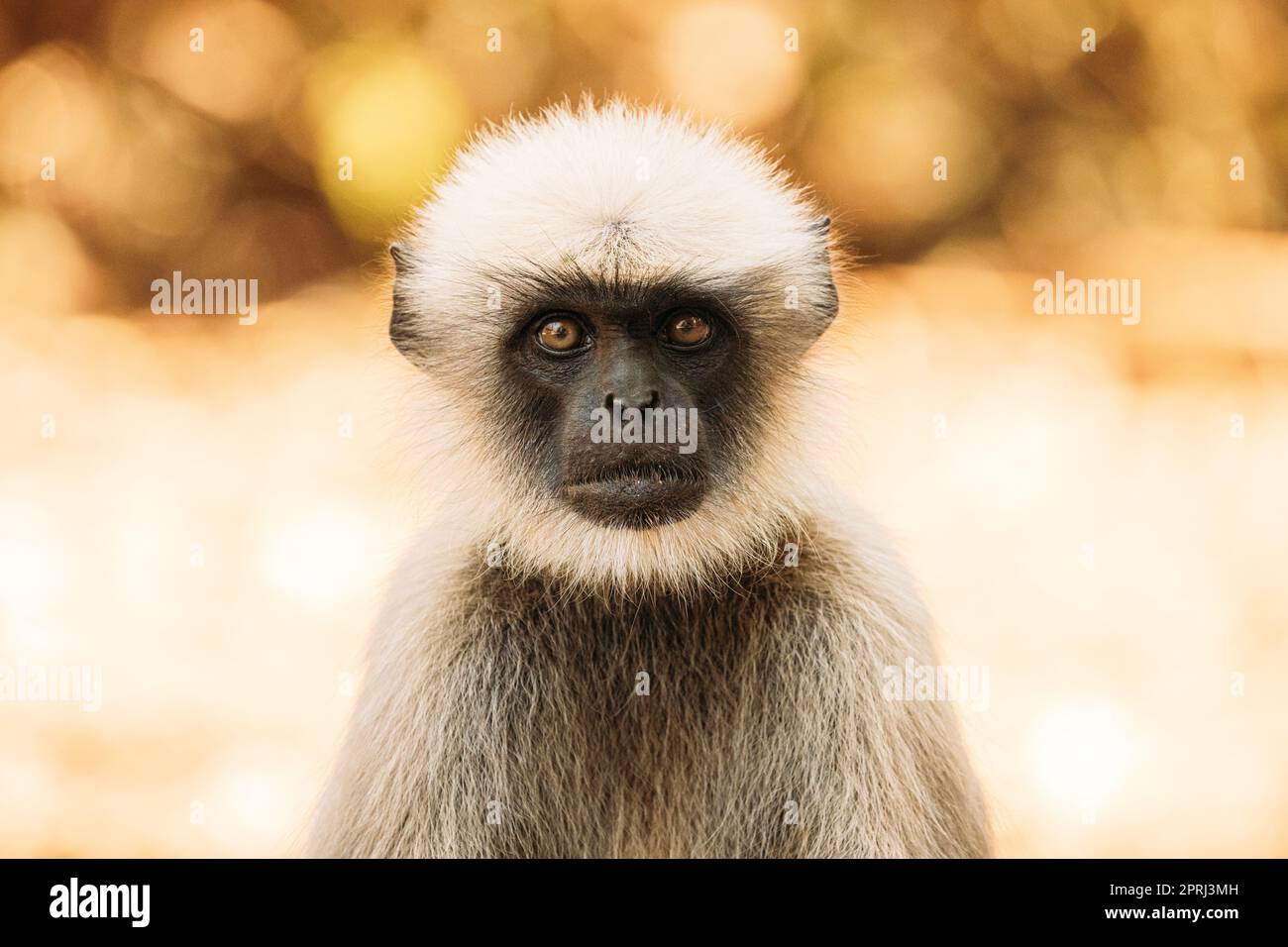 Goa, India. Gray Langur Monkey. Close Up Portrait Stock Photo - Alamy