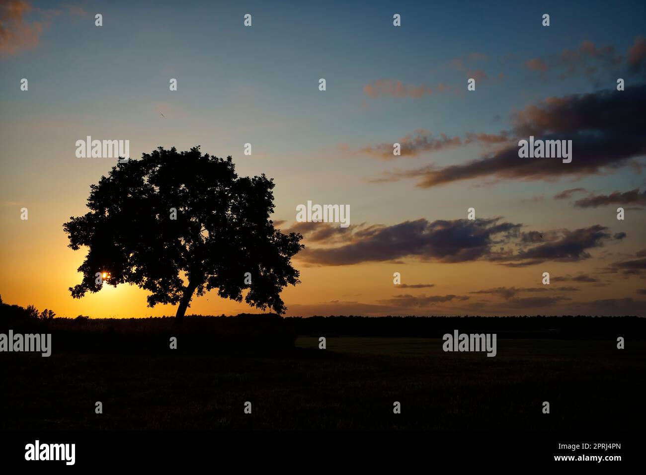 Oak Tree in Sunset Stock Photo - Alamy