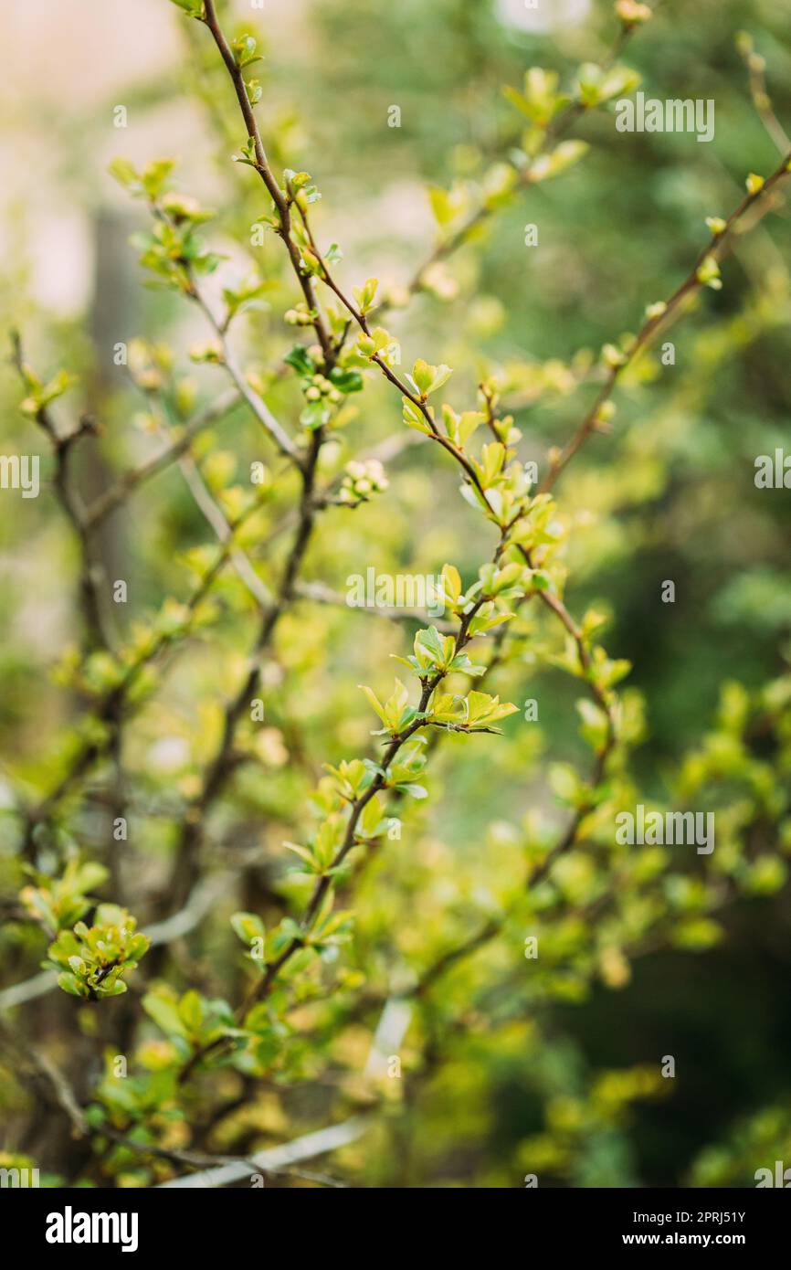Young Spring Green Leaf Leaves Quince Growing In Branch Of Forest Bush ...