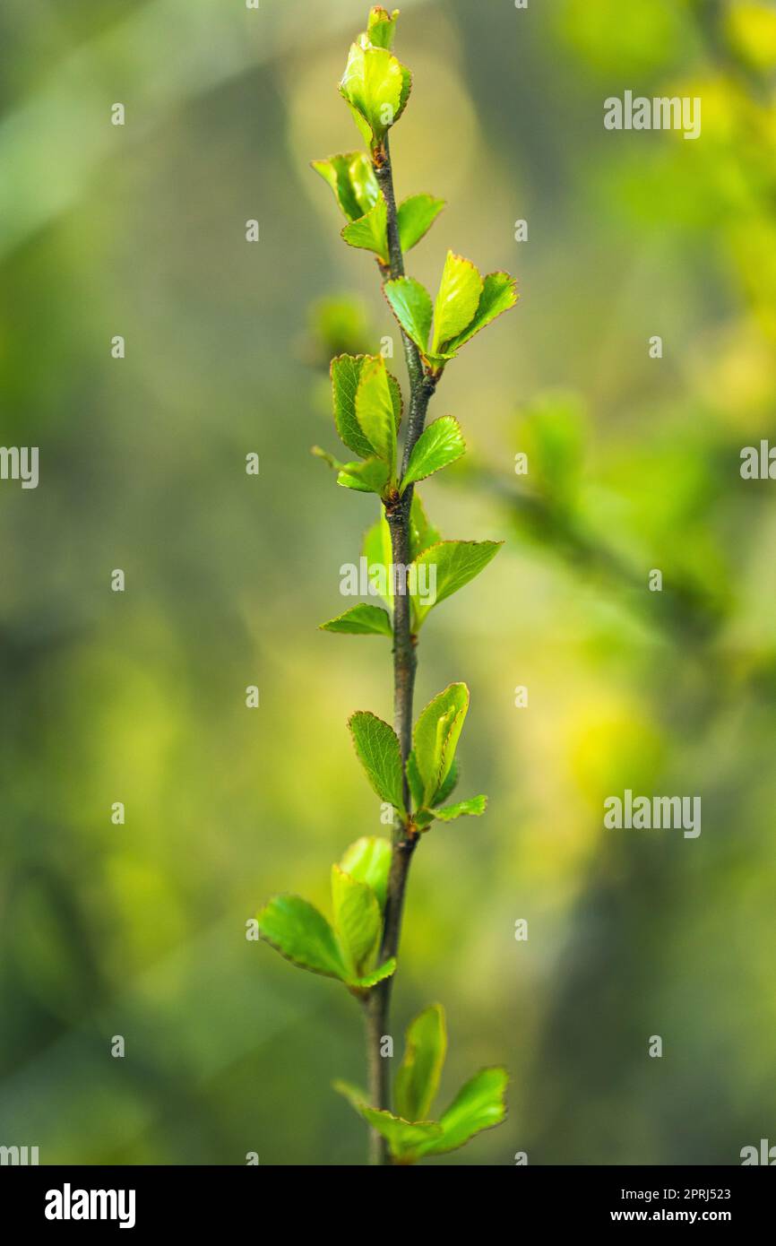 Young Spring Green Leaf Leaves Quince Growing In Branch Of Forest Bush ...