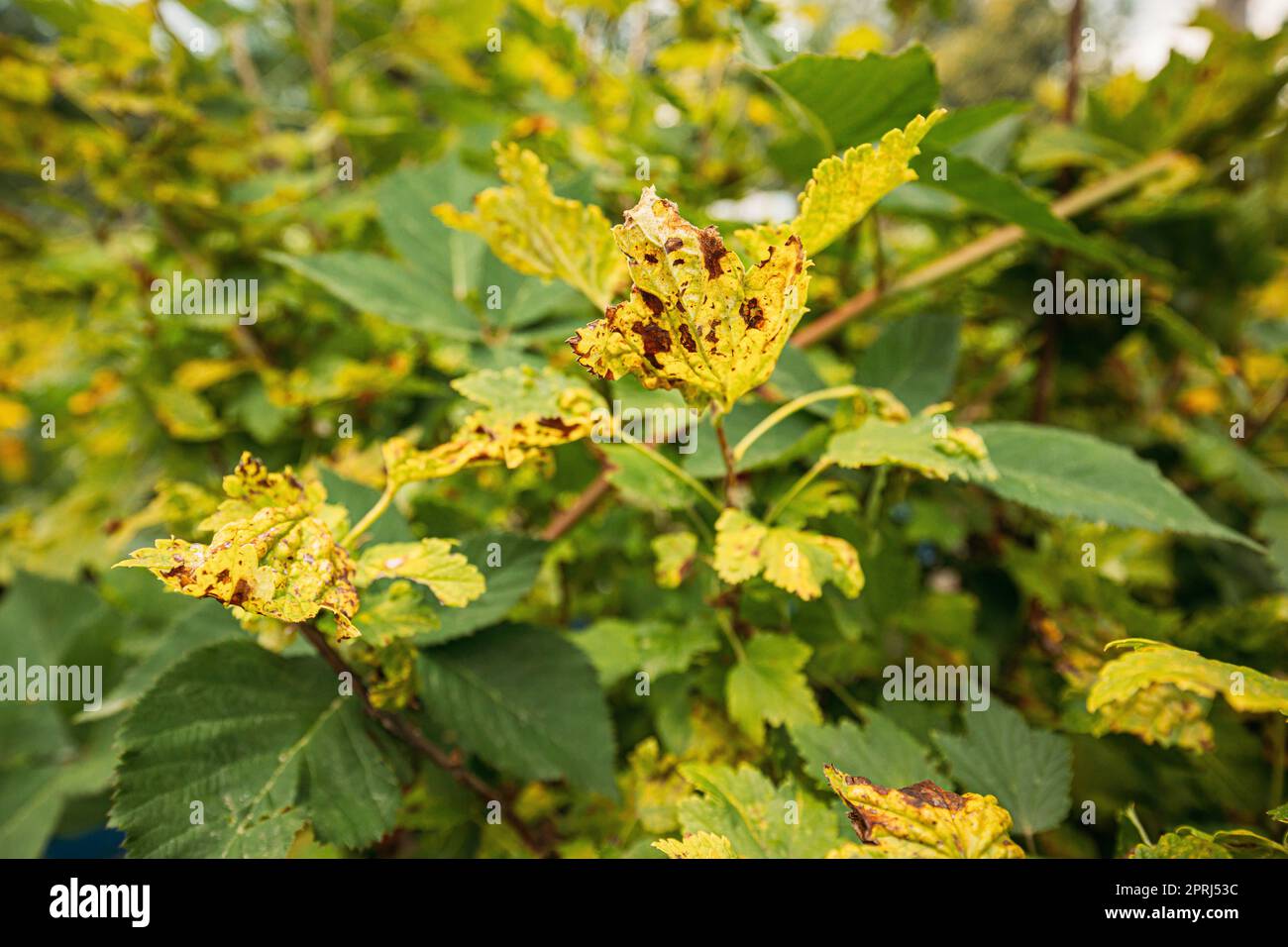 Traces Of Defeat By Leaf Gall Midges On Red Currant Leaves In Summer ...