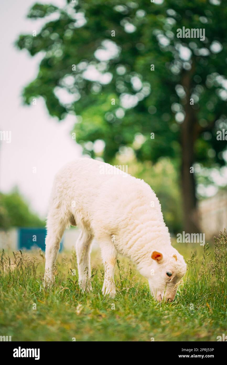 Domestic Small Sheep Lamb Grazing Feeding In Pasture. Sheep Farming ...