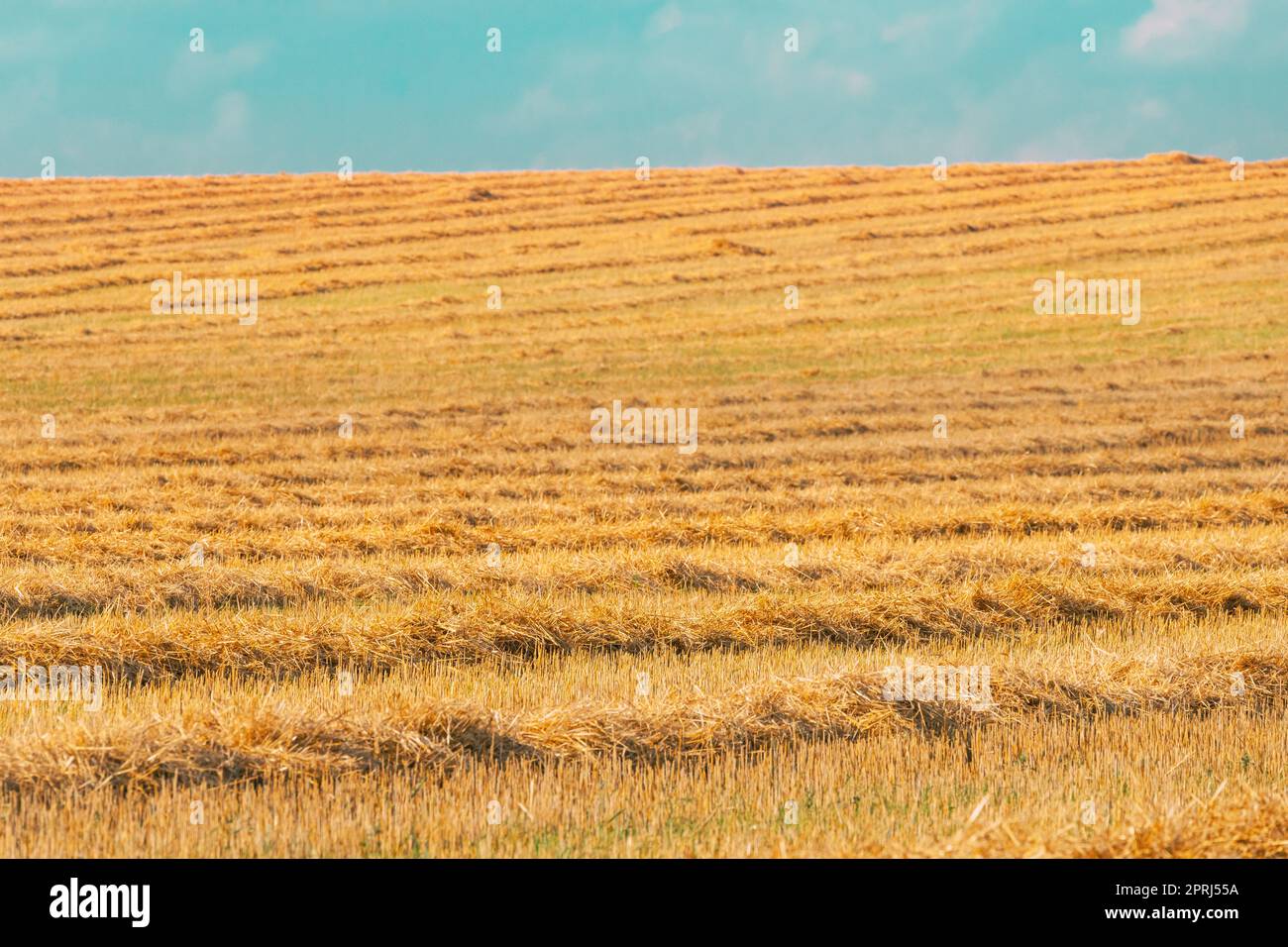 Summer Hay Field Landscape. Copy Space. Agricultural Landscape. Cut Dry Grass Turned Into Straw ...