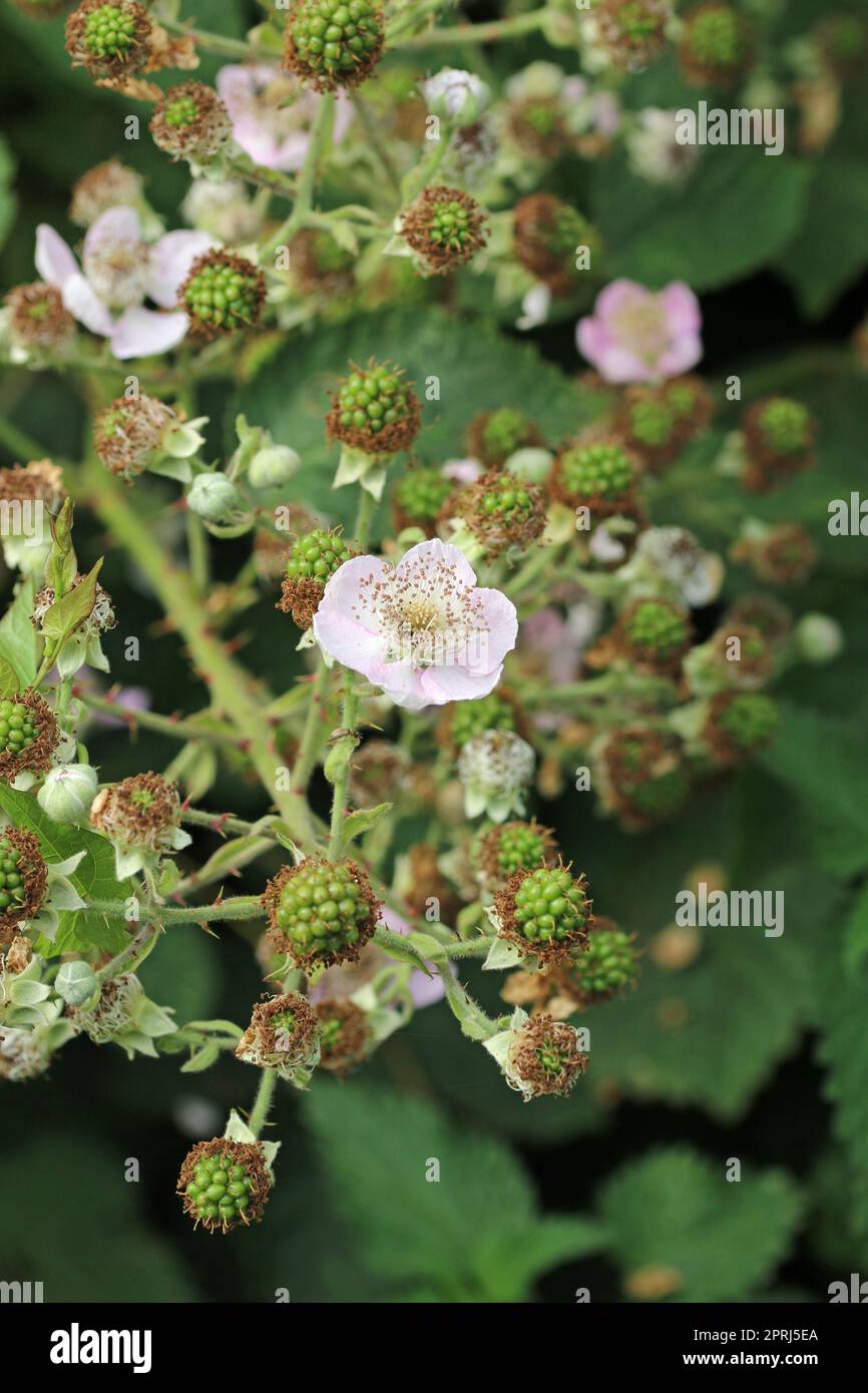 Pink bramble flowers hi-res stock photography and images - Alamy