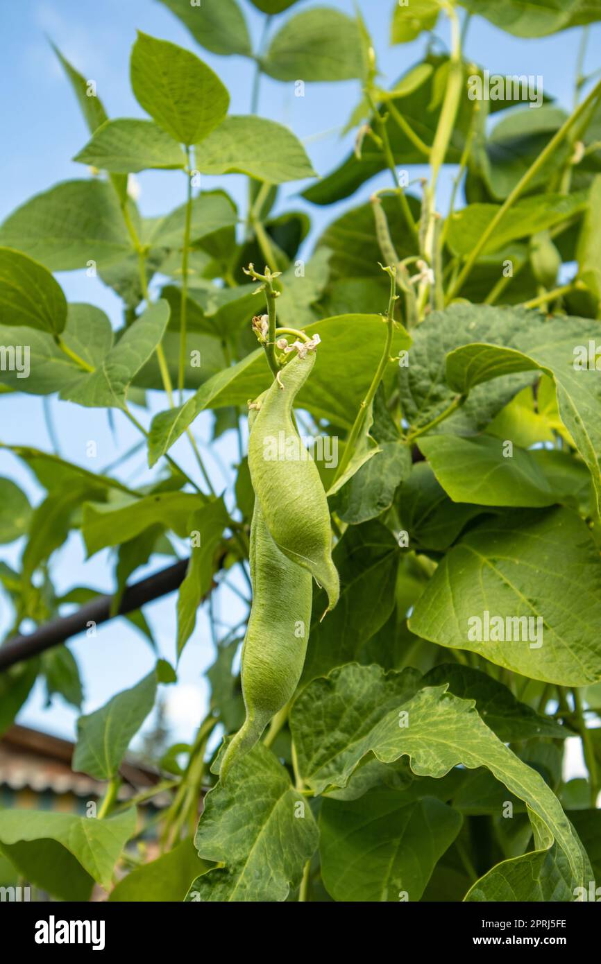 Young bean pods in agricultural fields, growing organic vegetables ...