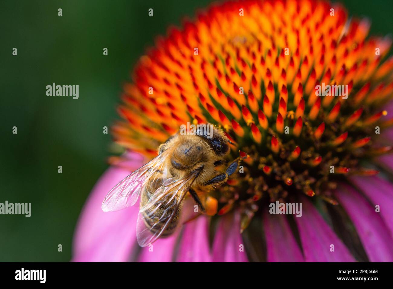 Red nectar hi-res stock photography and images - Alamy