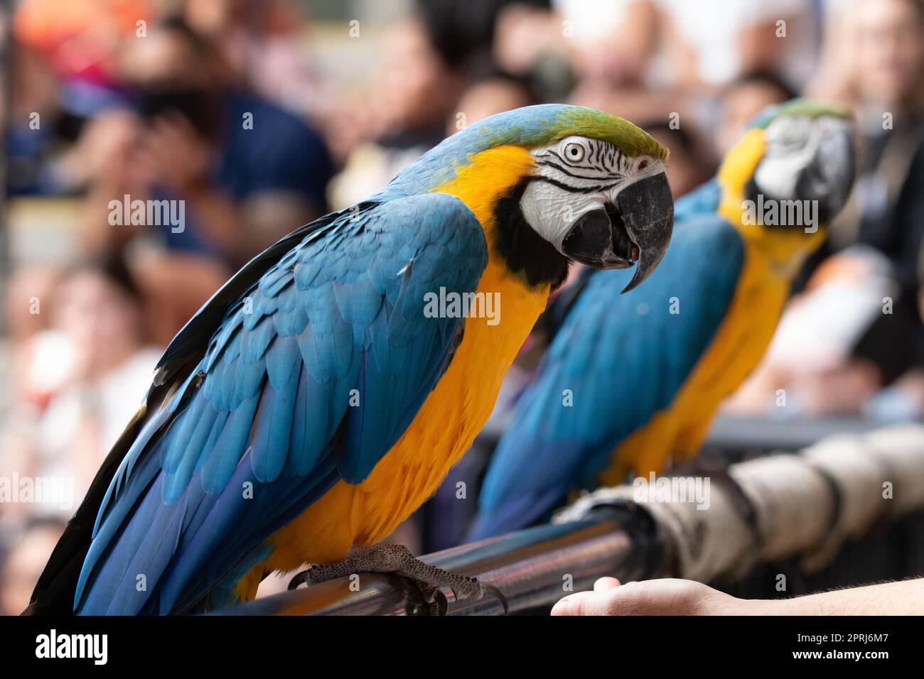 Two blue-and-gold macaws on a rail at Australia Zoo Stock Photo - Alamy