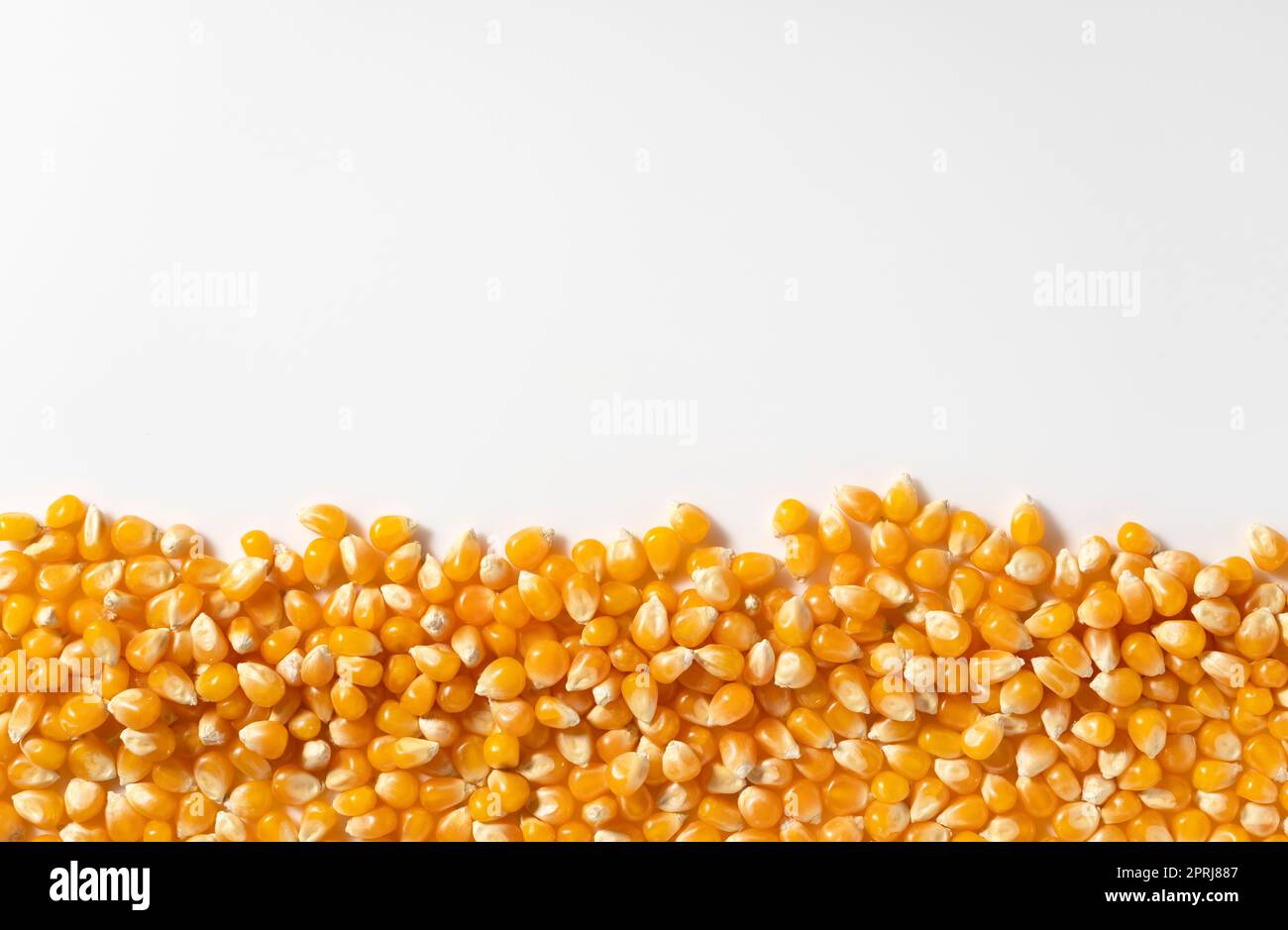 Dried corn kernels placed on white background with copy space. Corn for ...