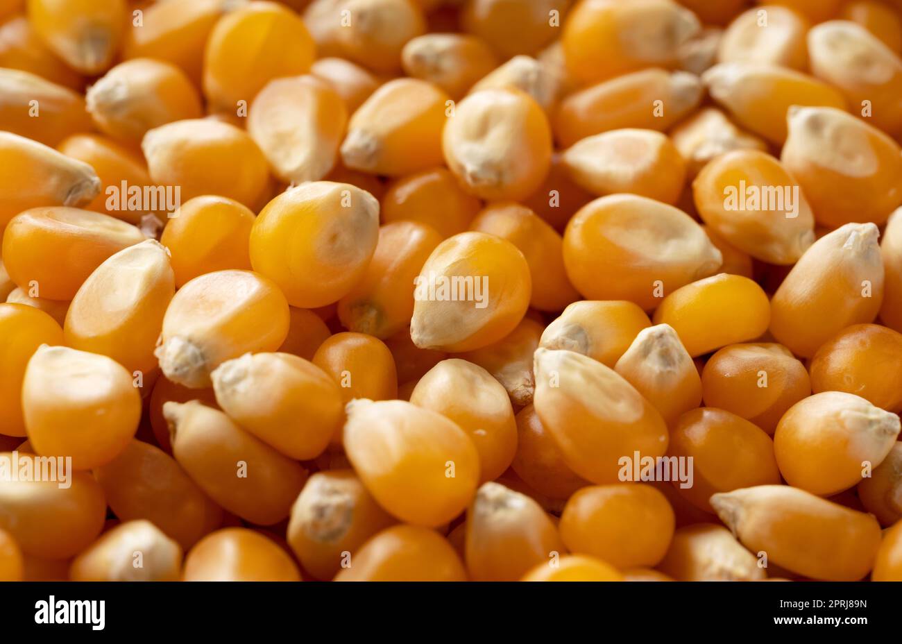 Dried corn kernels throughout the screen Stock Photo - Alamy