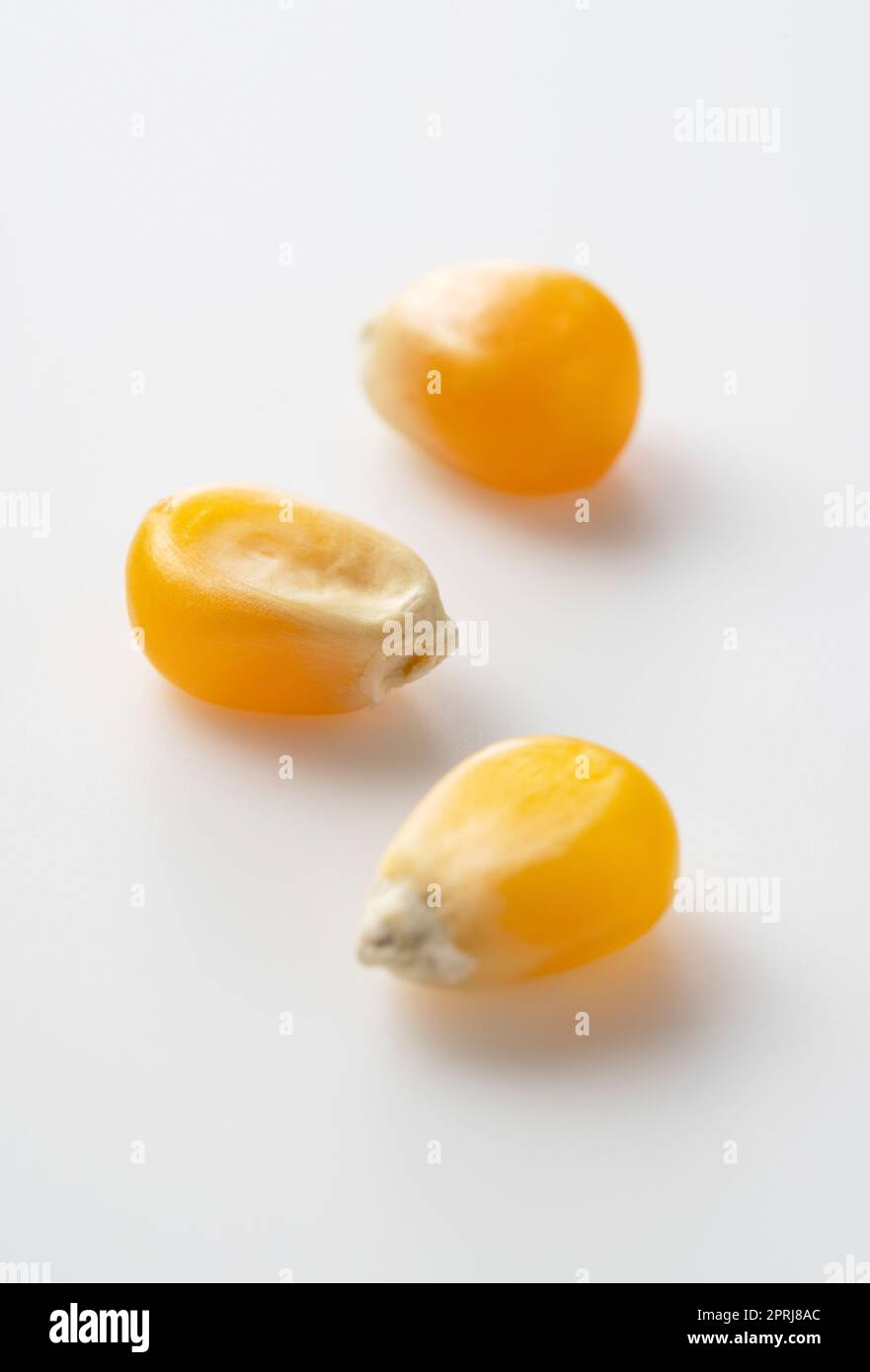 Dried corn kernels placed on white background Stock Photo - Alamy