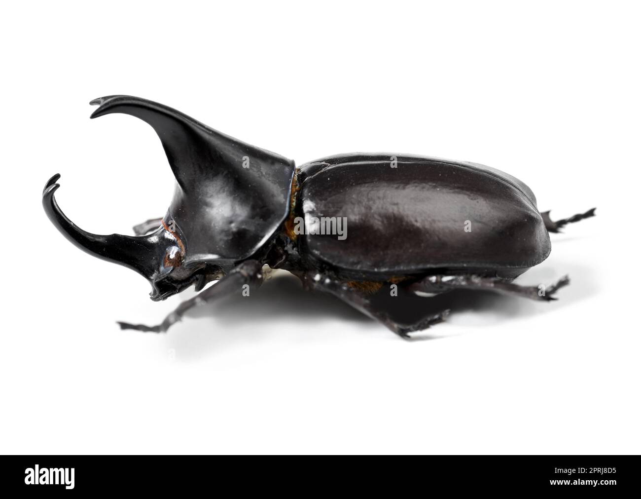 Beetle in black studio hi-res stock photography and images - Alamy