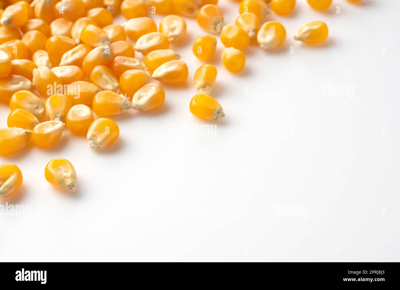 Dried corn kernels placed on white background with copy space Stock ...