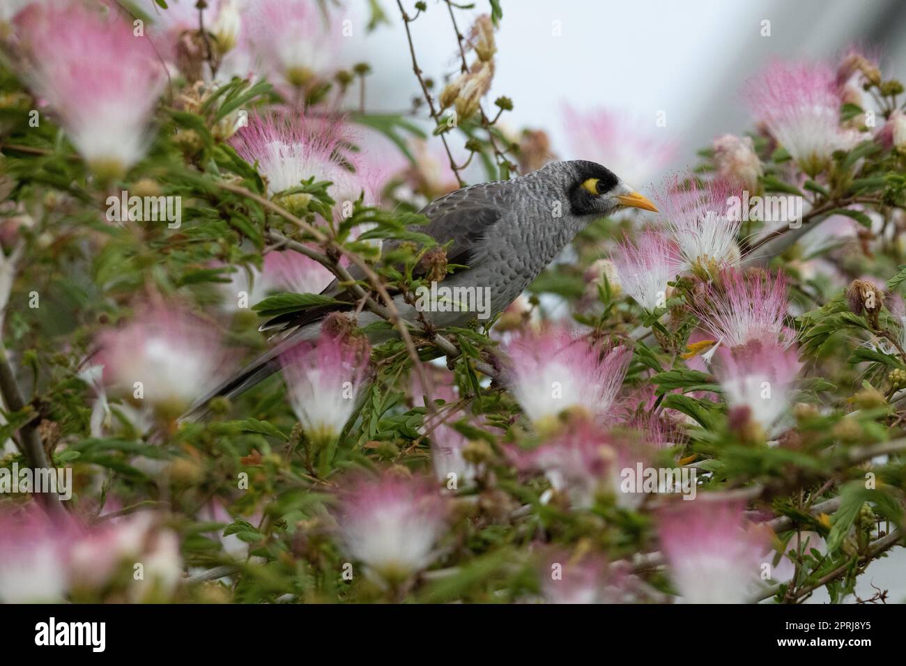 Pick flowers hi-res stock photography and images - Alamy