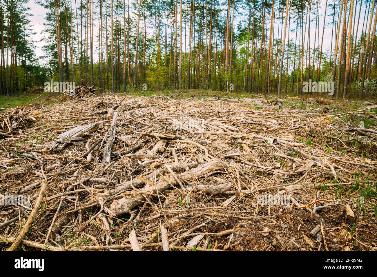 Hardwood, Lumber, Wood Chips From Tree Trunks In Deforestation Area ...