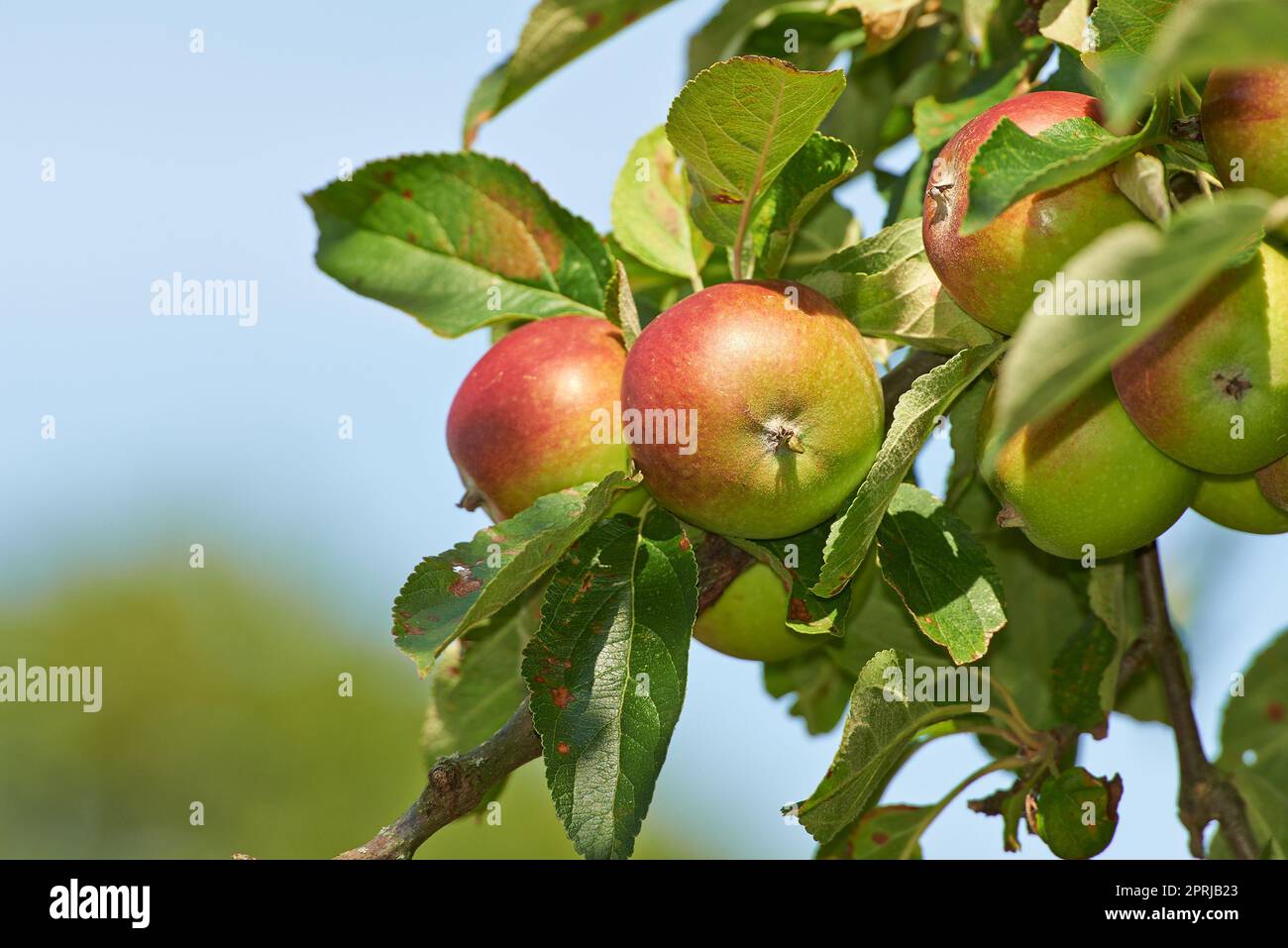 Why not enjoy natures bounty. Bright red apples hanging on a branch in an orchard Stock Photo ...