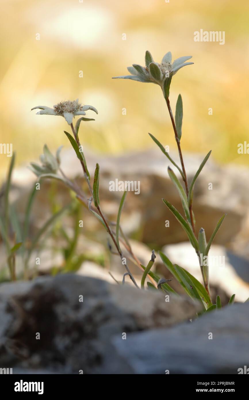 Golden edelweiss hi-res stock photography and images - Alamy