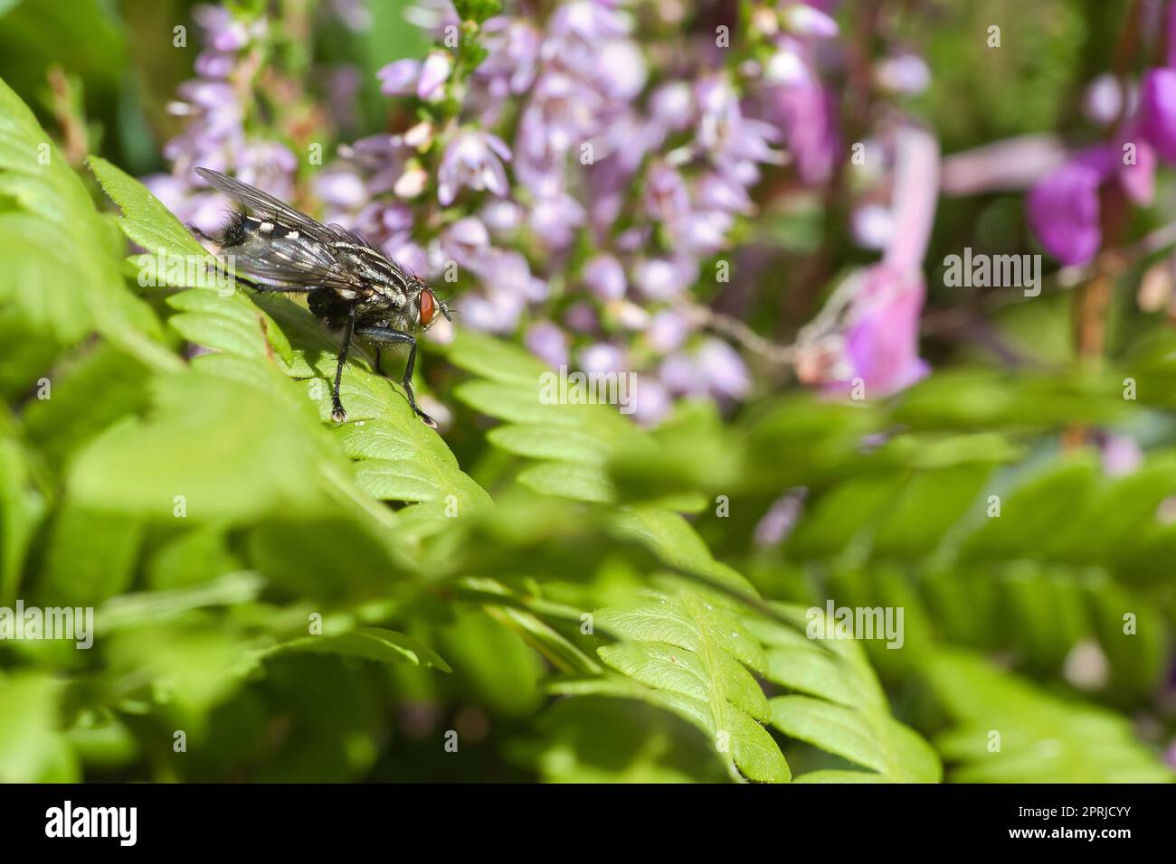 Flesh fly on a green leaf with light and shadow. Hairy legs in black ...