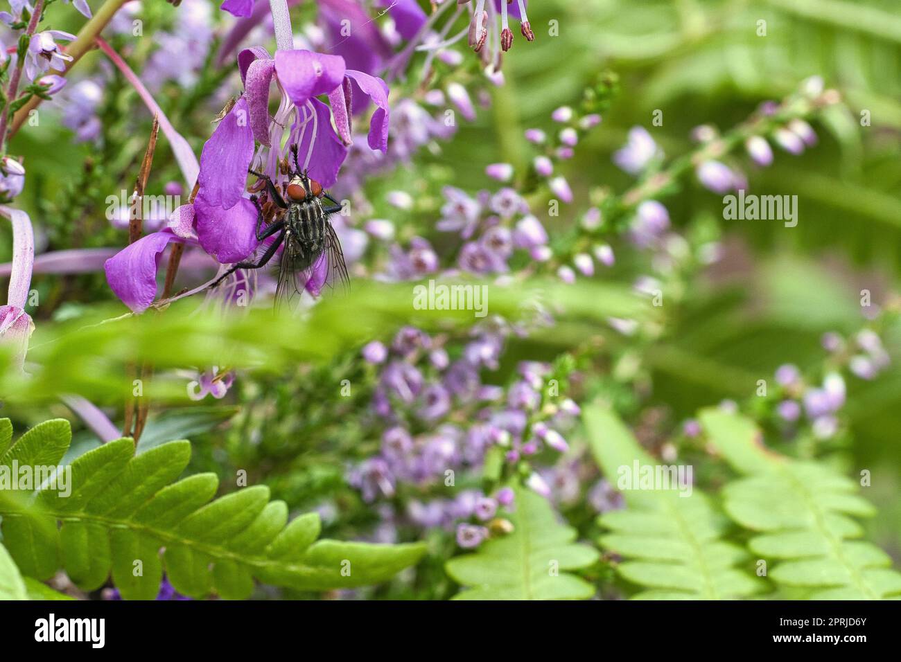 Flesh fly in bouquet of flowers taken while feeding. Pink flowers and ...