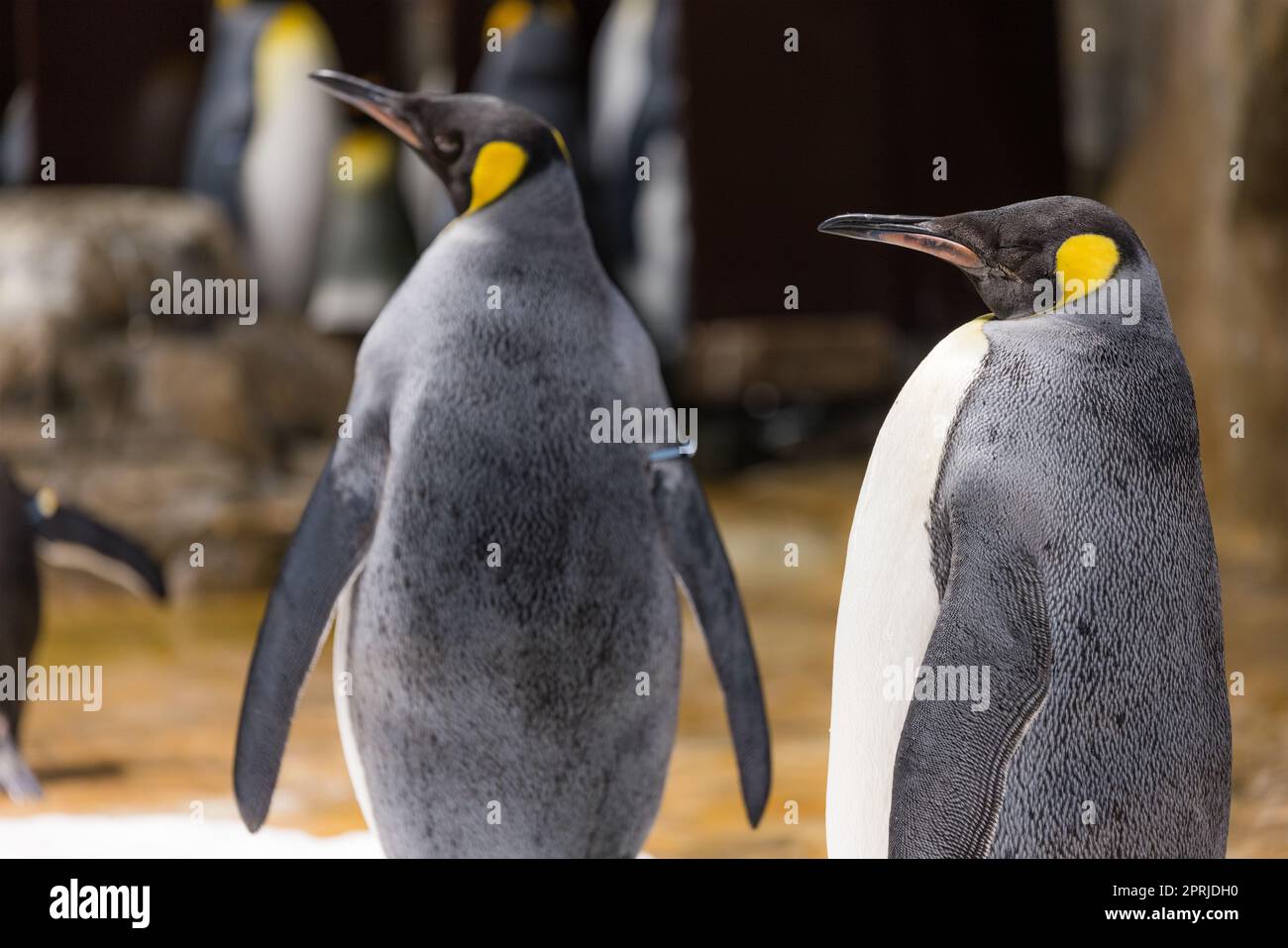 Penguin in the zoo park Stock Photo - Alamy