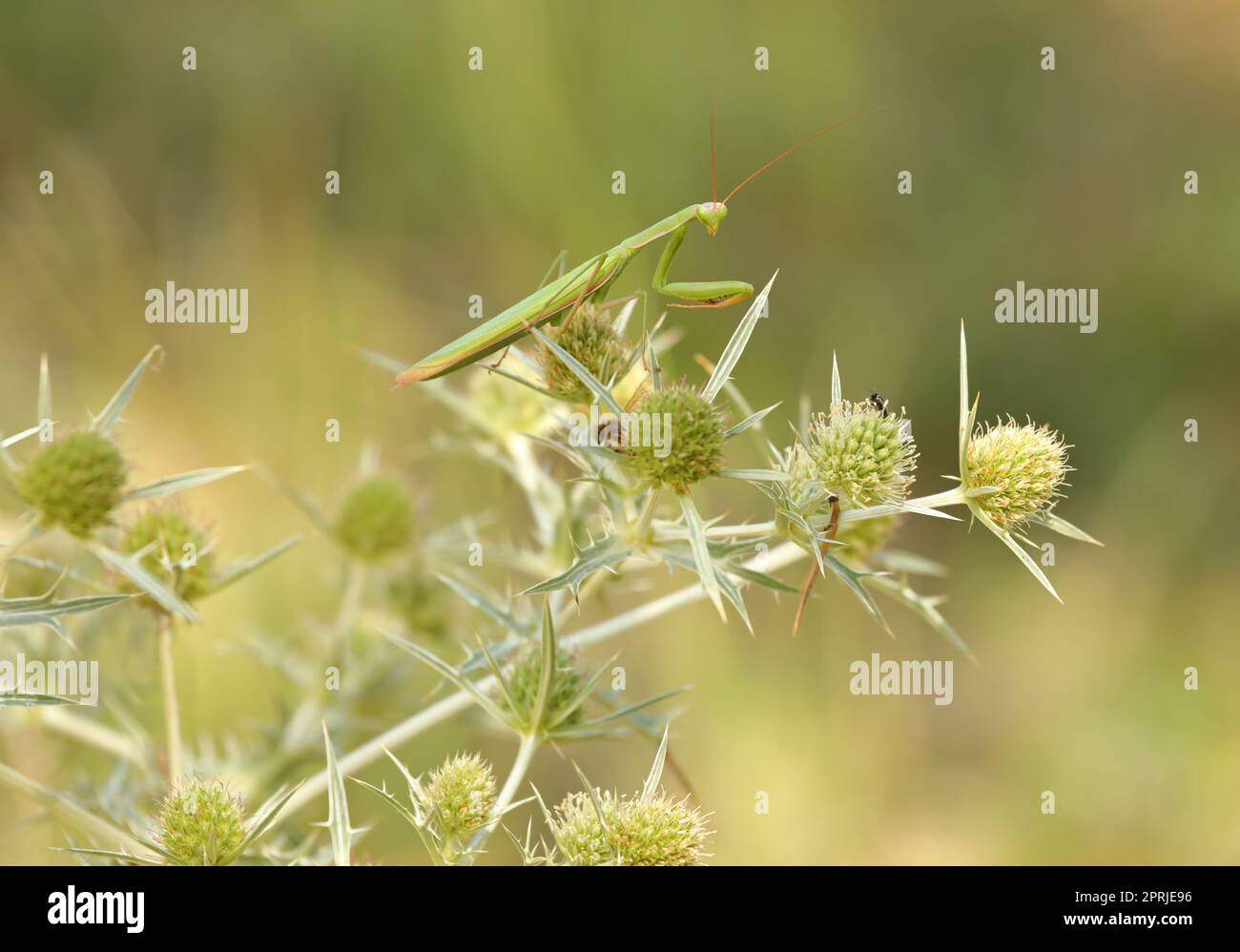 european mantis - mantis religiosa - standing on blooming heads of a ...