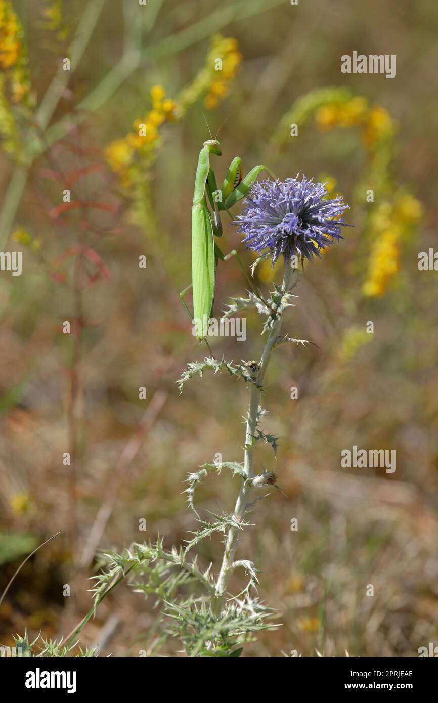 european mantis - mantis religiosa - standing on blooming heads of a ...