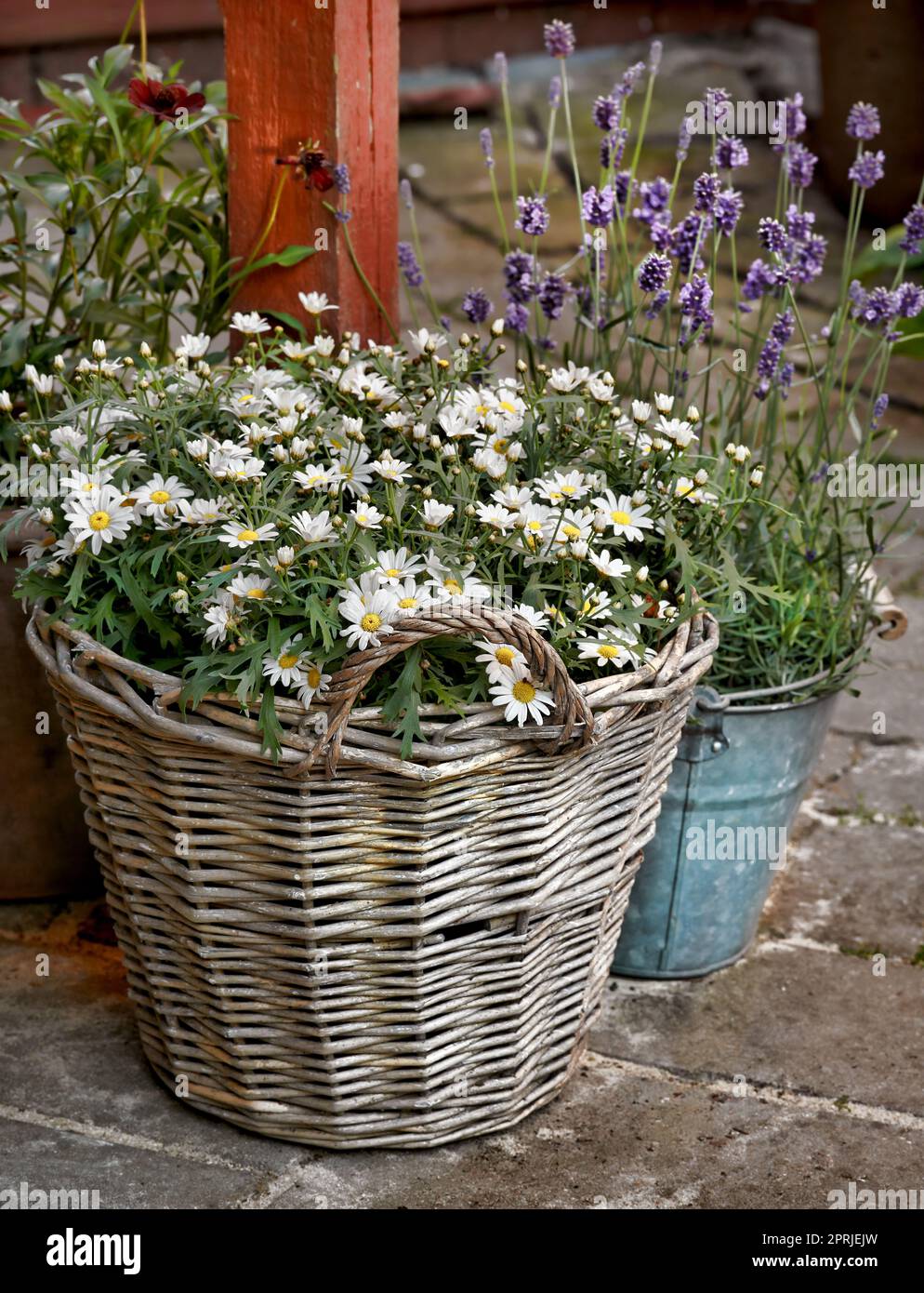 Budding greenery hi-res stock photography and images - Alamy