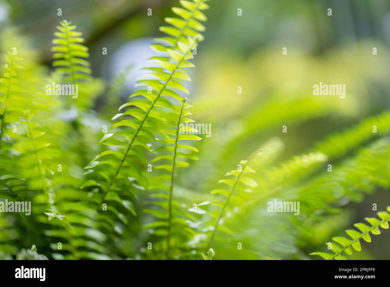 Beautiful fern leaf texture in nature Stock Photo - Alamy