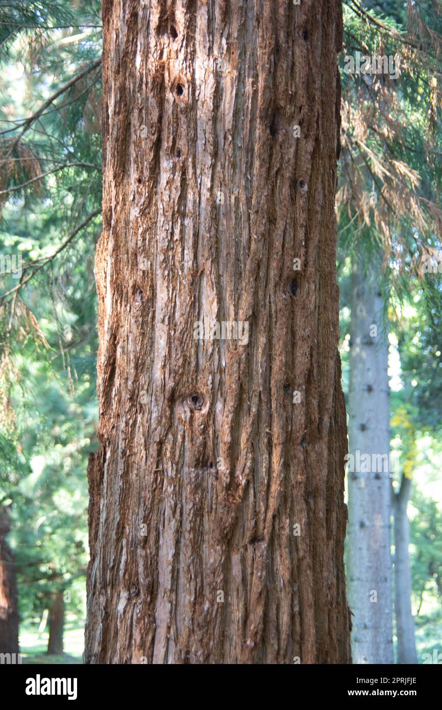 mammoth tree with red rind Stock Photo - Alamy