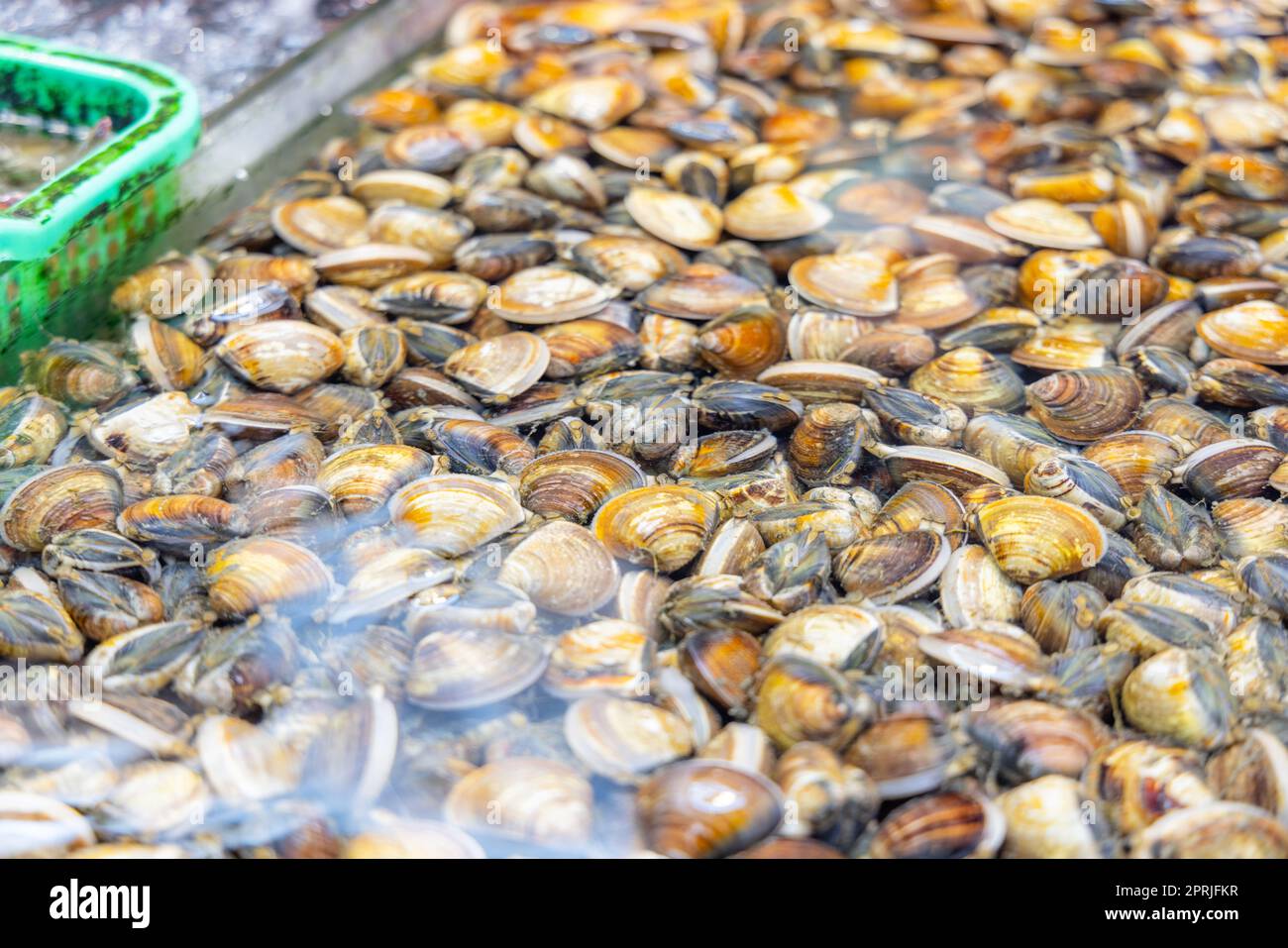 Fresh raw clam selling in wet market Stock Photo - Alamy