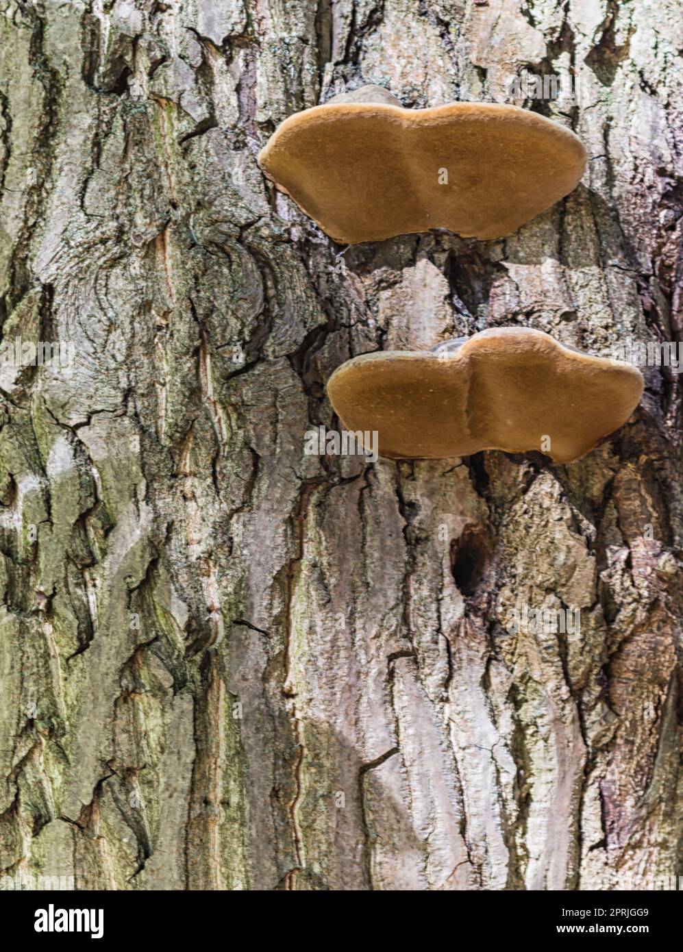 texture of bark with pair of tree mushrooms Stock Photo - Alamy
