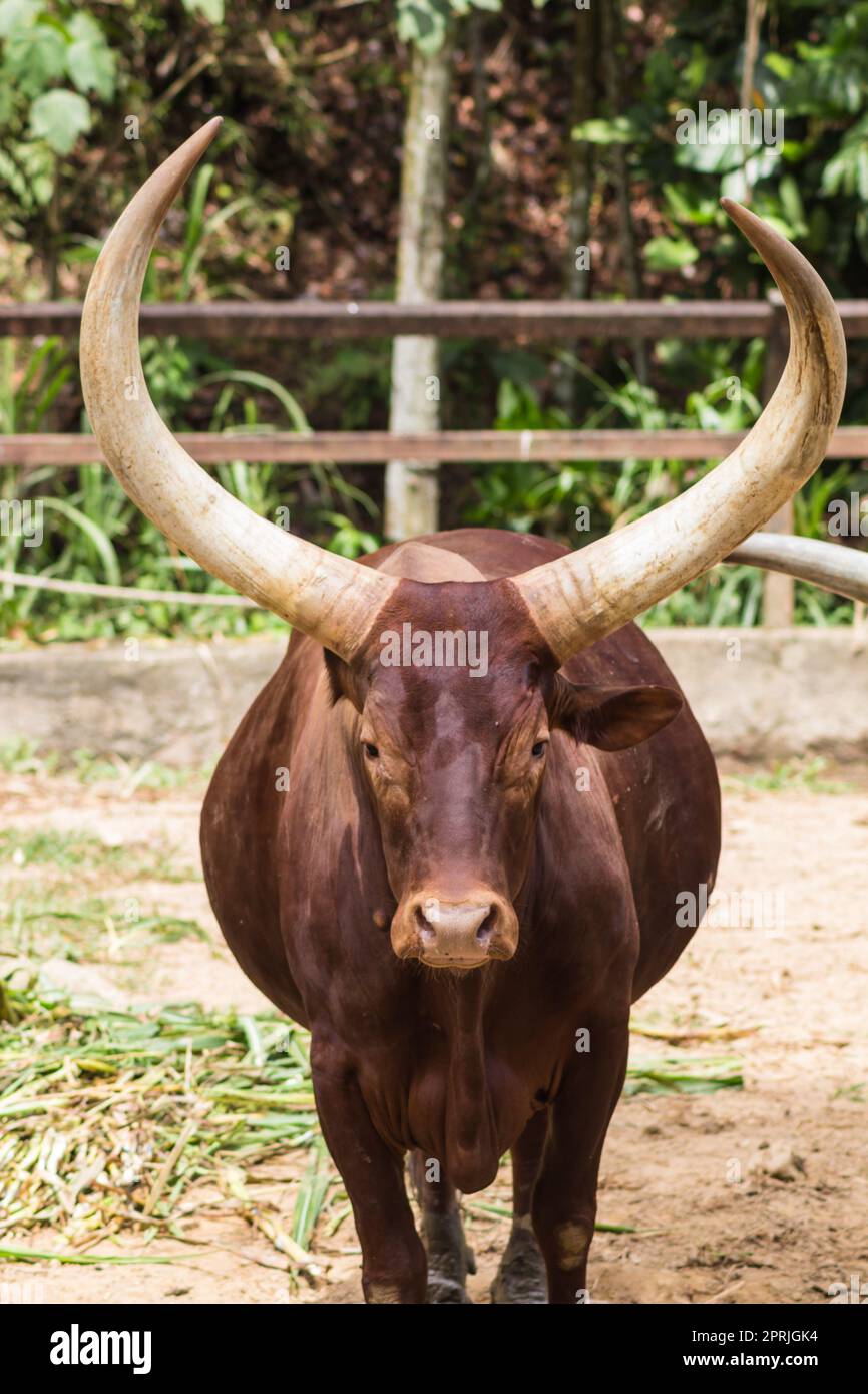 portrait of an African bull in the zoo in Malaysia Stock Photo - Alamy
