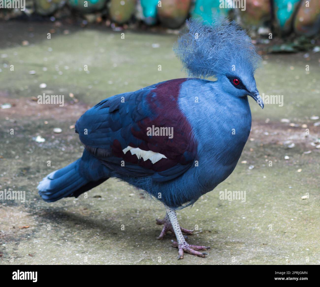 Funny blue bird in hi-res stock photography and images - Alamy