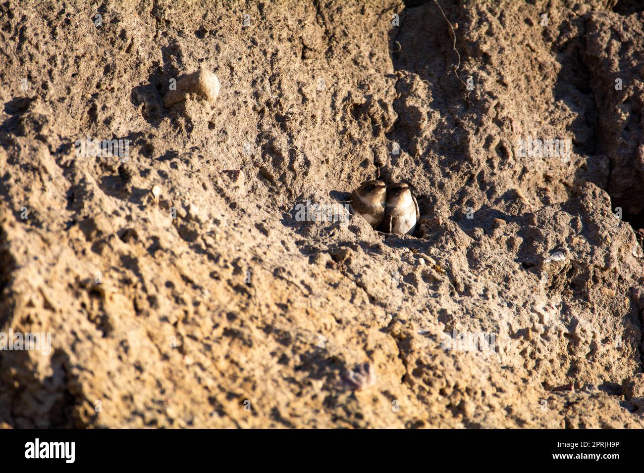 Sand Martins ( Riparia riparia ) chicks in breeding caves on the cliffs ...