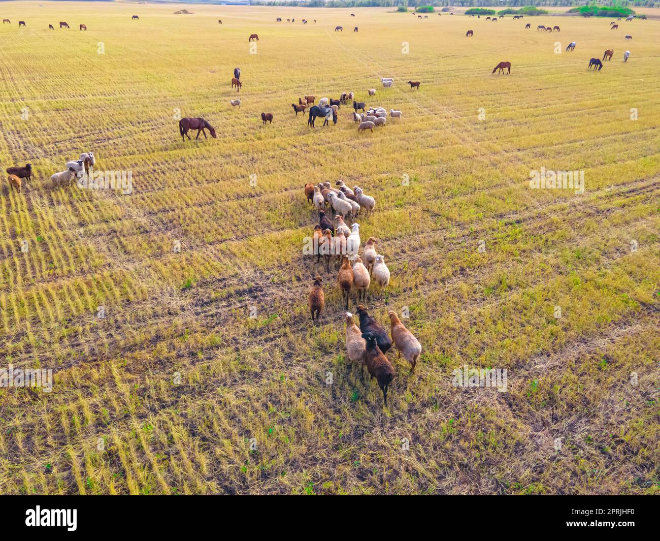 A herd of sheep, rams, lambs and horses graze in a meadow. Walking and ...