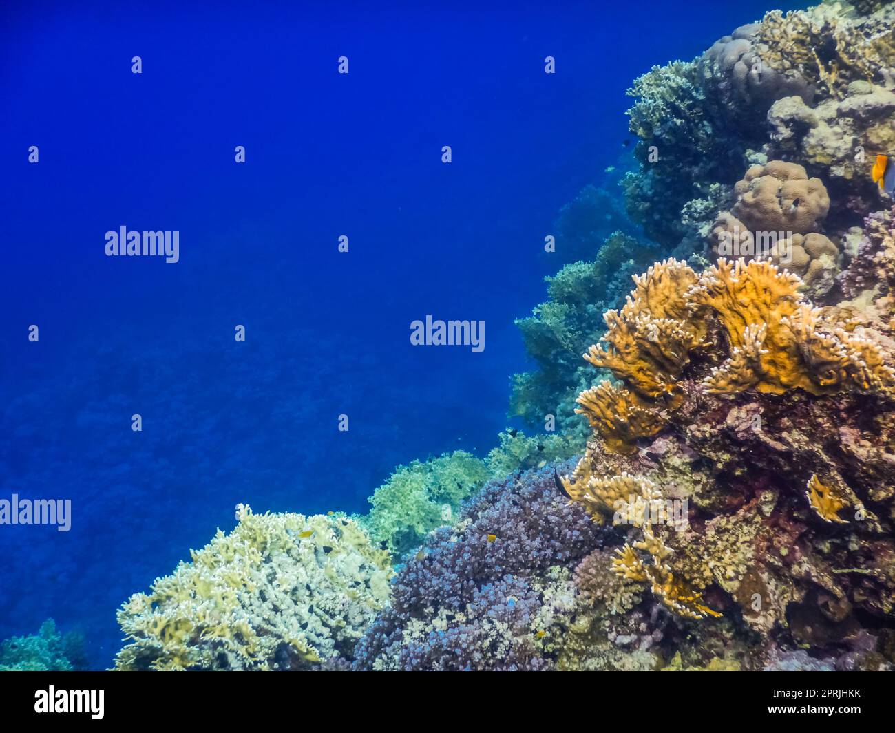 amazing colorful coral reef with deep blue water in the red sea on ...