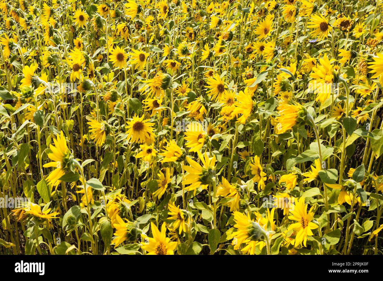 Yellow leaf field close up hi-res stock photography and images - Alamy