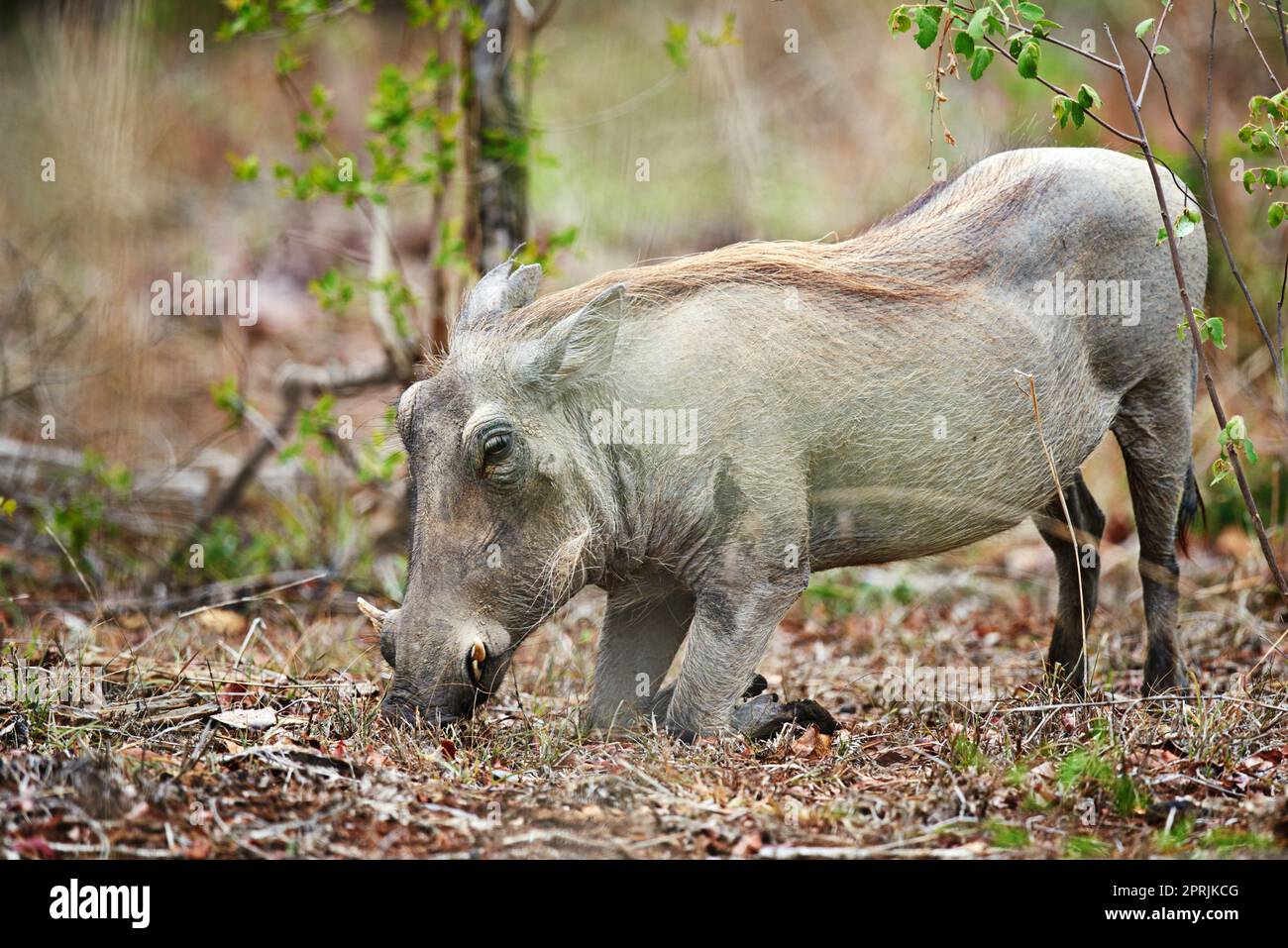 Pig in natural habitat hi-res stock photography and images - Alamy