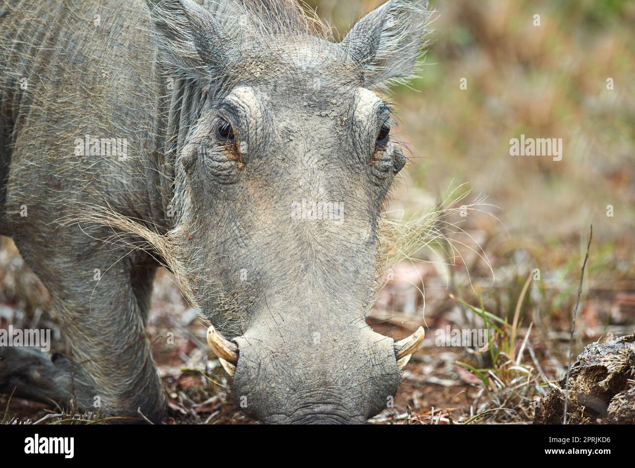 Hes such a camera hog. a warthog in its natural habitat, South Africa ...