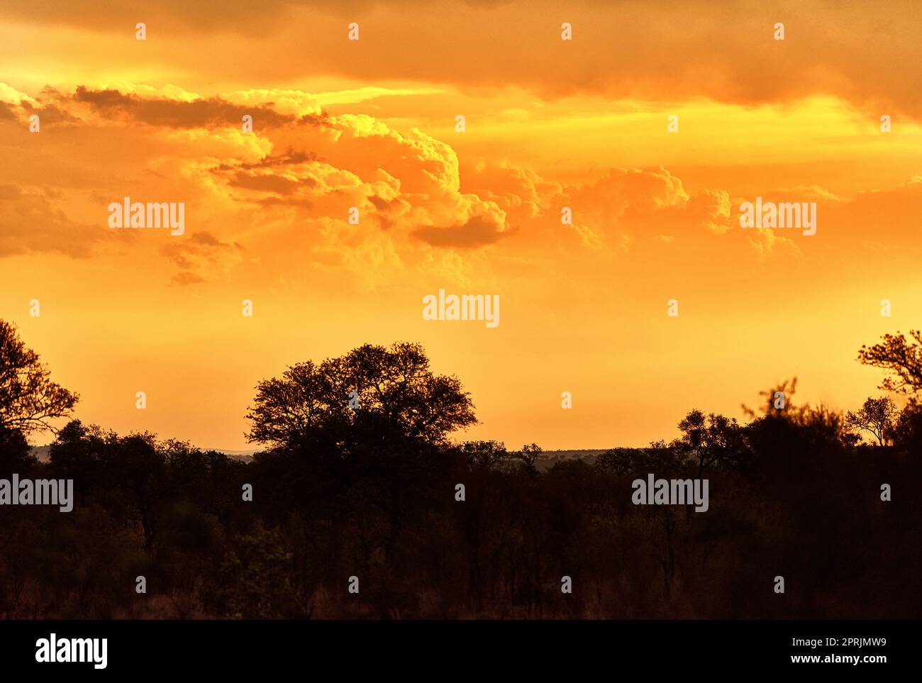 African bush scene hi-res stock photography and images - Alamy