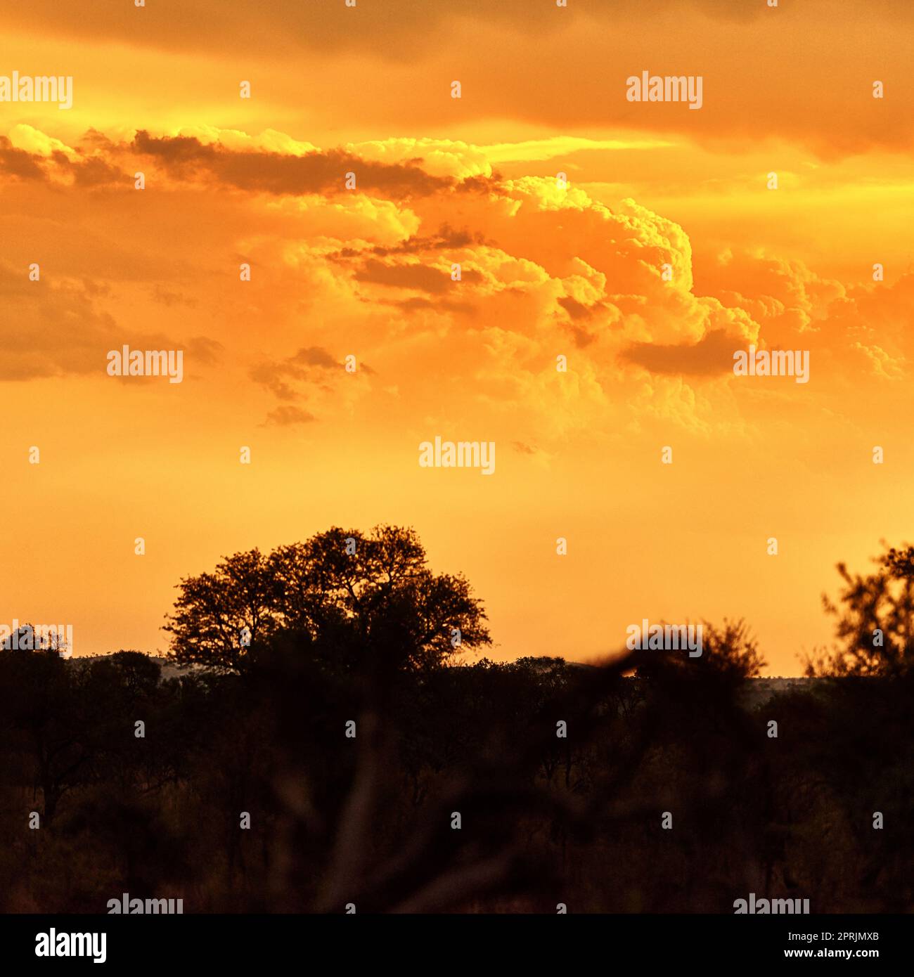 African bush scene hi-res stock photography and images - Alamy