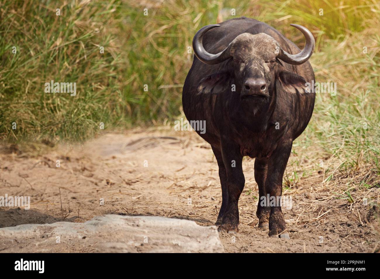 His size keeps him safe. Full length shot of a buffalo on the African ...