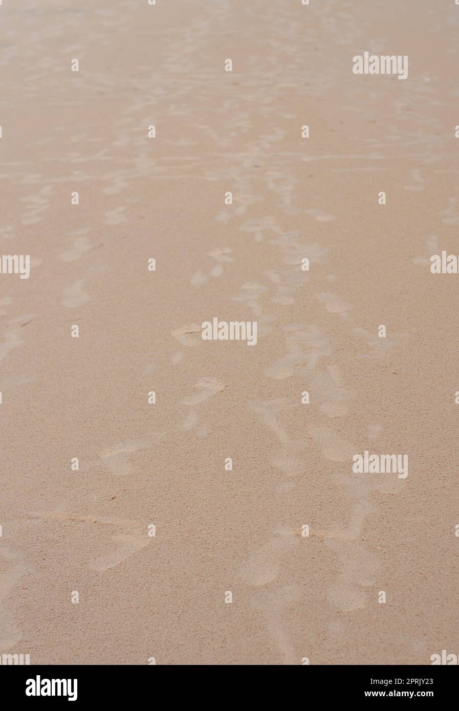 Footsteps in focus hi-res stock photography and images - Alamy
