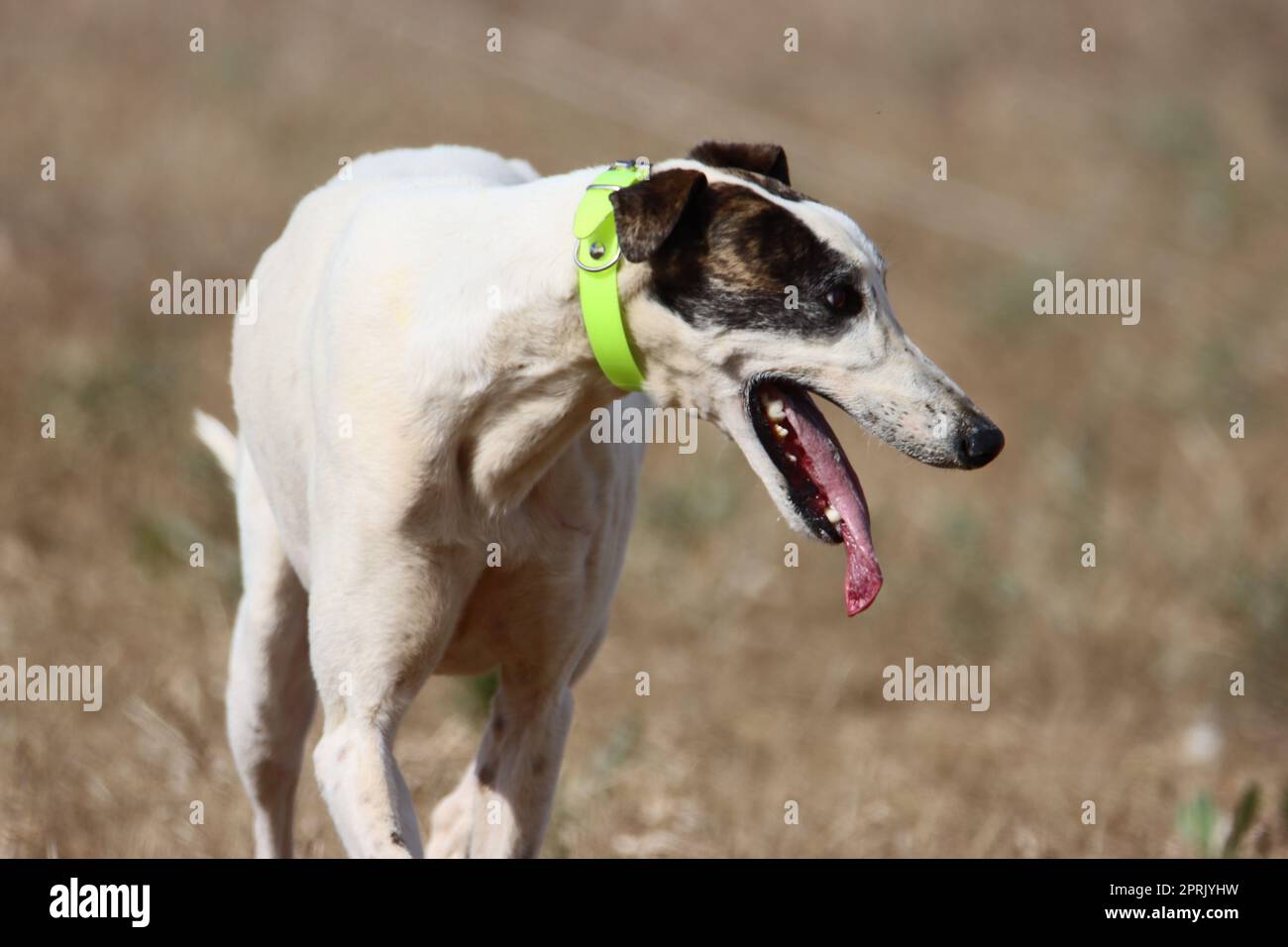 beautiful fast spanish greyhound dog energy hunting race Stock Photo ...