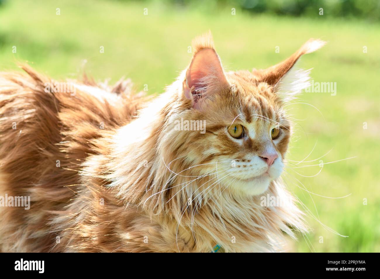 ginger cat looks into the camera close-up, meikun. High quality photo ...