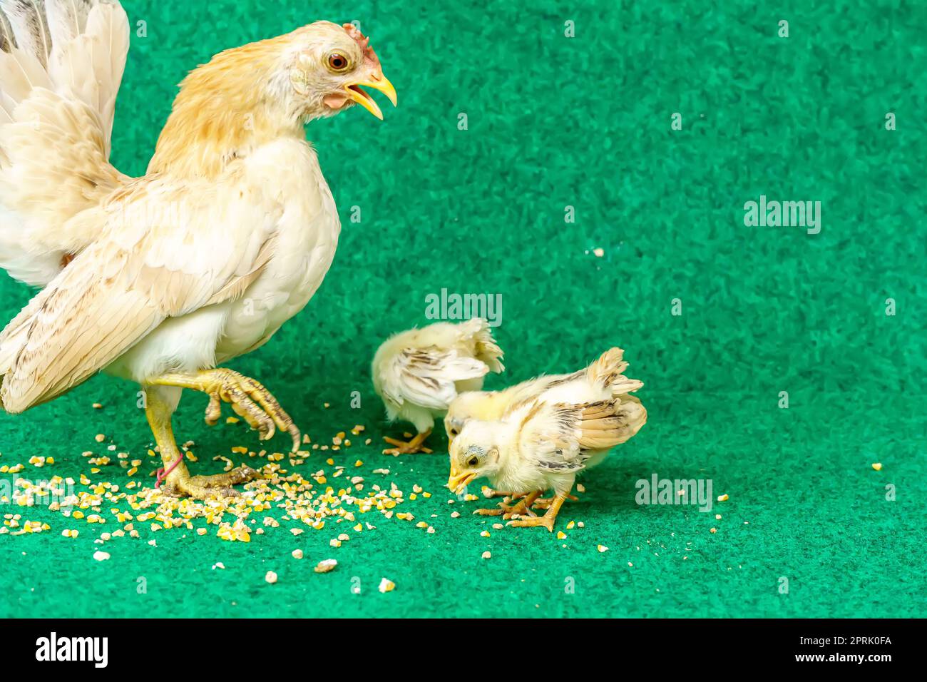 Serama hen hi-res stock photography and images - Alamy