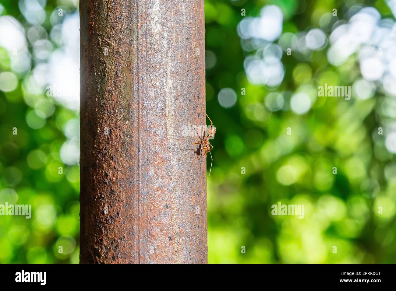 Single red ant alone walking on an iron pole on a nature background ...