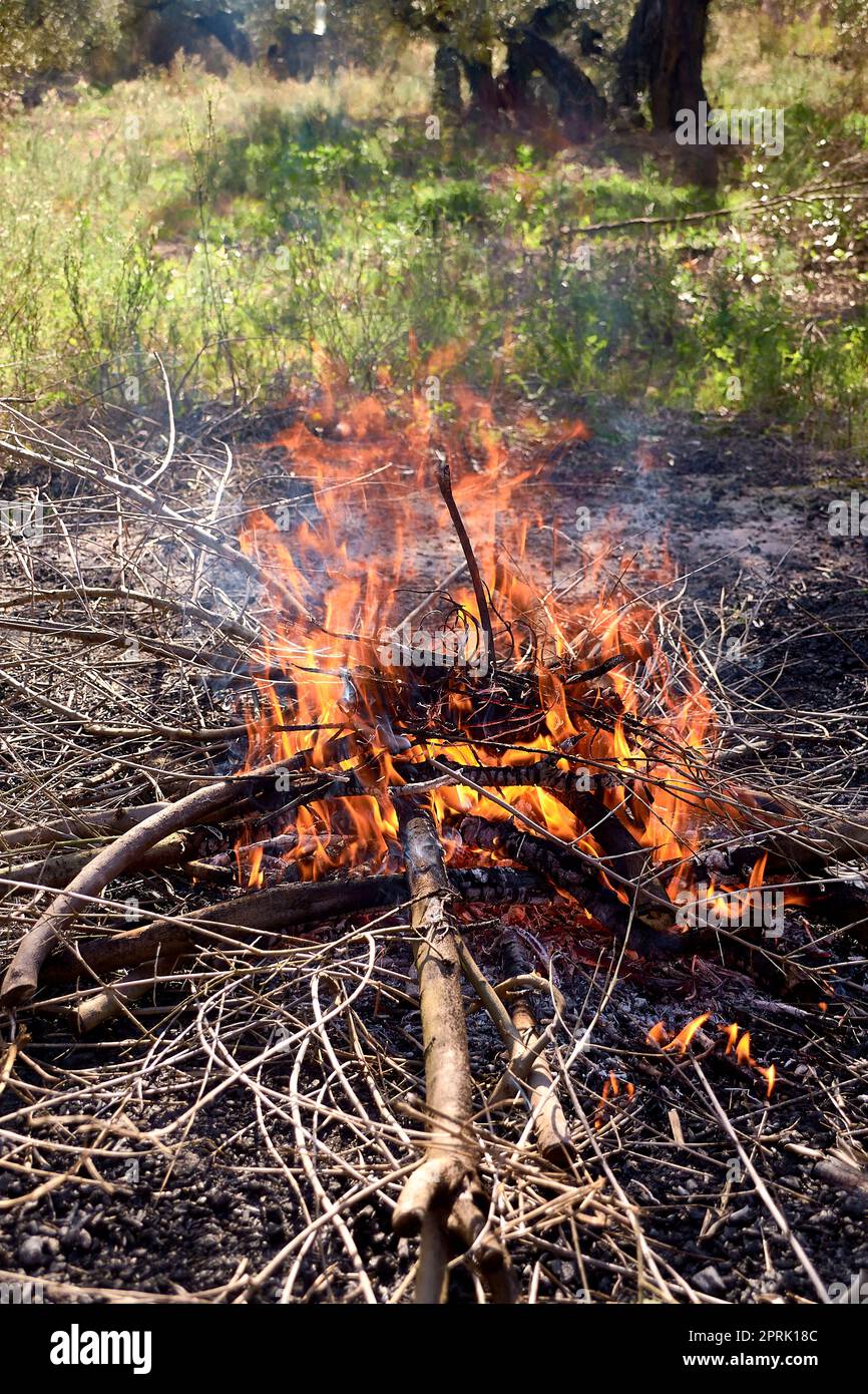 A small wood fire in the field.Out of focus background, grass, small ...
