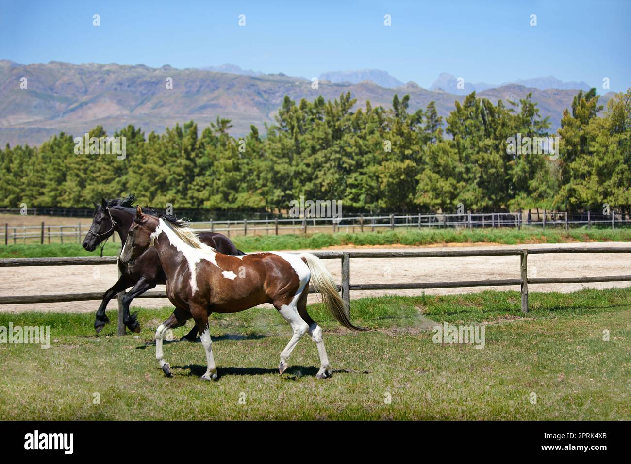Pinto stallion running hi-res stock photography and images - Alamy