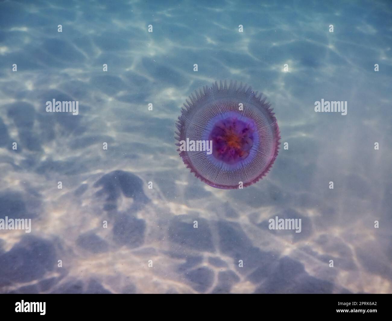 lilac jellyfish in clear water while snorkeling in egypt Stock Photo ...
